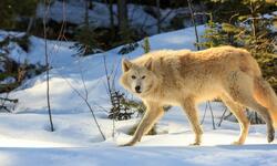You Can Walk With Wolves Through A Forest On This Magical BC Hike ...